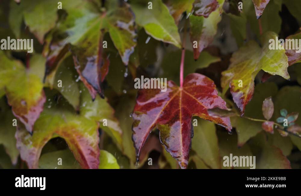 Beautiful leaves background Stock Videos & Footage - HD and 4K Video ...