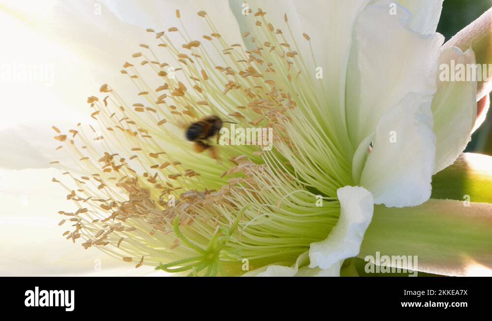 Pollen storing bee Stock Videos & Footage - HD and 4K Video Clips - Alamy