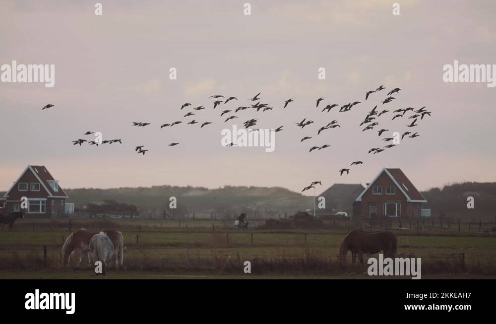 Farm animals on farmland or agricultural land Stock Videos & Footage ...