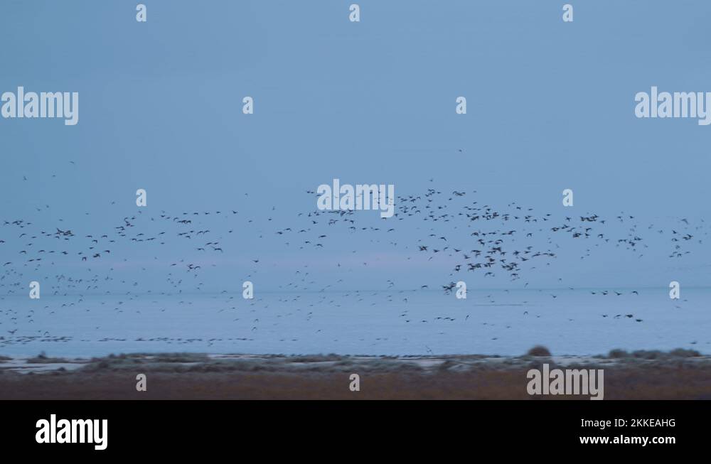 Bird watching birding birds Stock Videos & Footage - HD and 4K Video ...