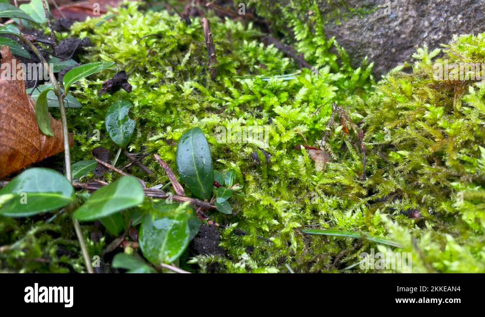 Green moss hanging Stock Videos & Footage - HD and 4K Video Clips - Alamy