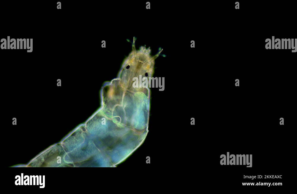 insecta Midge Larva Chironomidae under the microscope, order Diptera ...