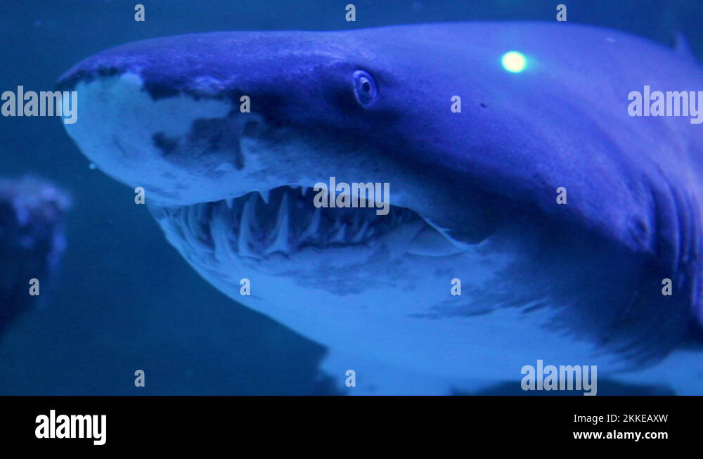 Closeup on the aquarium of a mangona shark (Carcharias taurus Stock ...