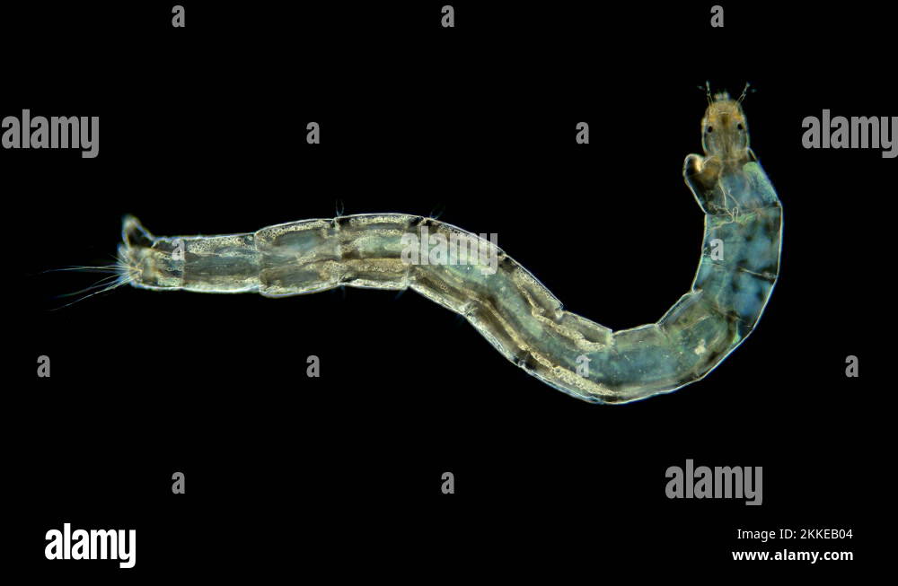 insecta Midge Larva Chironomidae under the microscope, order Diptera ...
