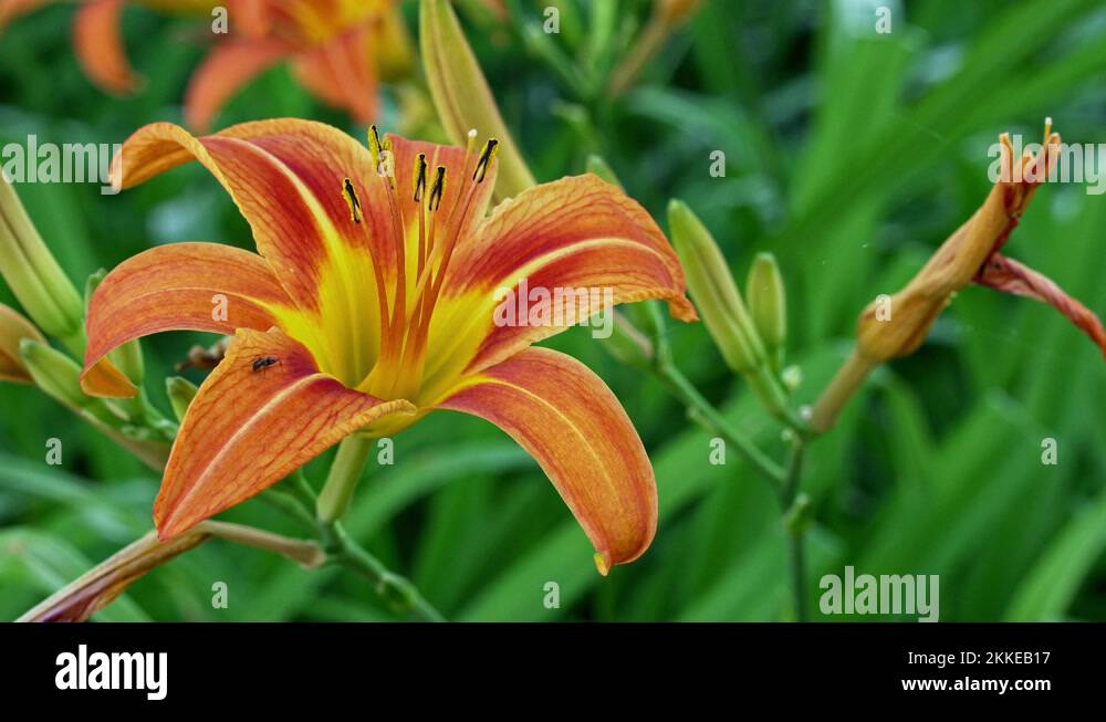 Parts of a lily Stock Videos & Footage - HD and 4K Video Clips - Alamy