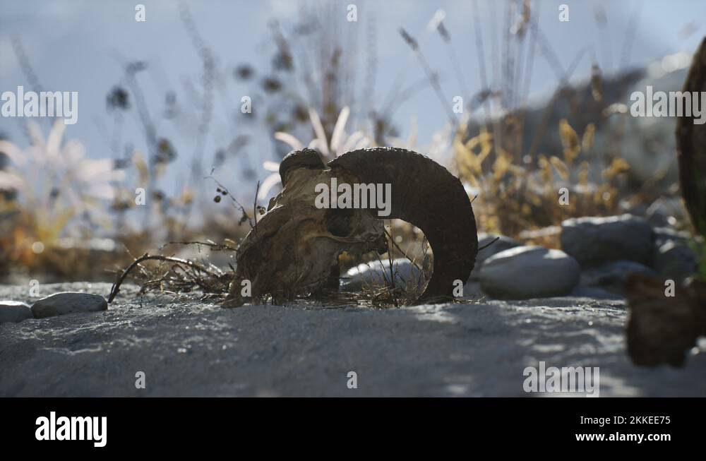 Skull of a dead ram in the desert Stock Video Footage - Alamy