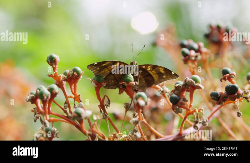 Satyr butterfly Stock Videos & Footage - HD and 4K Video Clips - Alamy