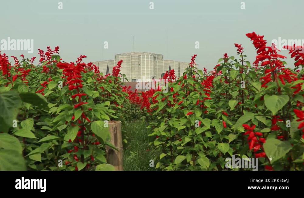 National flowers of bangladesh Stock Videos & Footage - HD and 4K Video ...