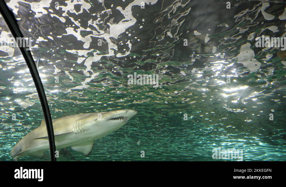 Ragged tooth shark aquarium captive Stock Videos & Footage - HD and 4K ...