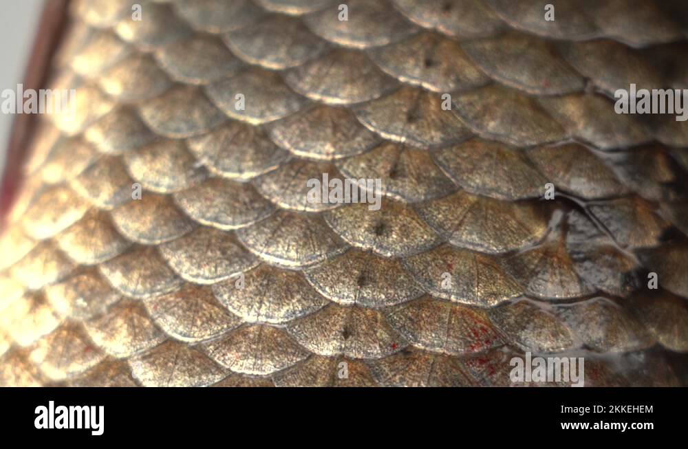 Wet scales Stock Videos & Footage - HD and 4K Video Clips - Alamy
