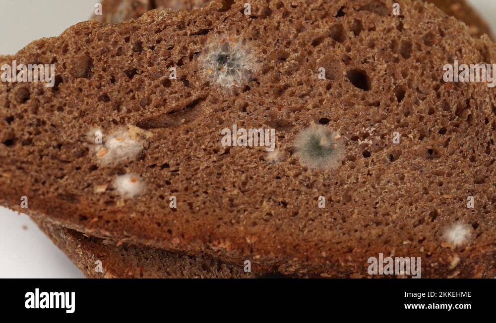 Organic texture of old spoiled bread with growth of mold on its surface ...