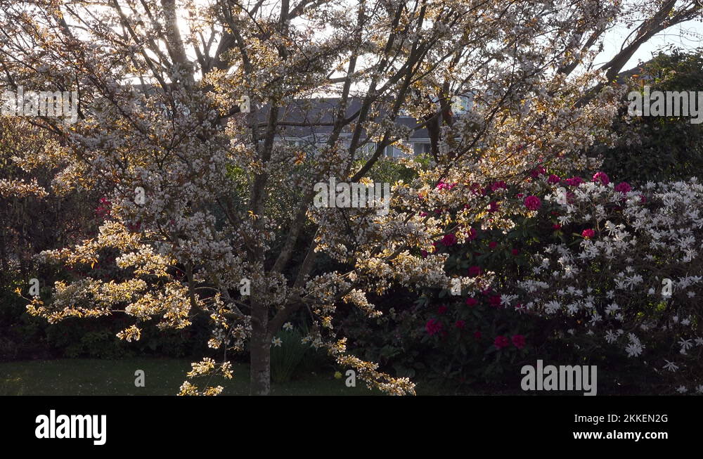 June Berry tree in blossom,Amelanchier arborea 'Robin Hill' Stock Video ...