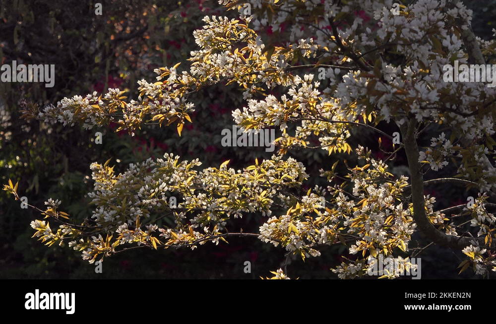 June Berry tree in blossom,Amelanchier arborea 'Robin Hill' Stock Video ...