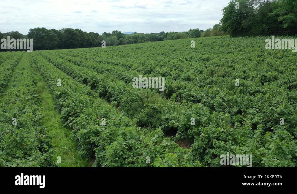 Fruit plantation Stock Videos & Footage - HD and 4K Video Clips - Alamy