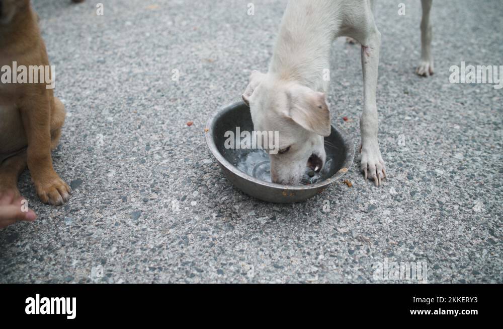 Feeding homeless shelter Stock Videos & Footage - HD and 4K Video Clips ...