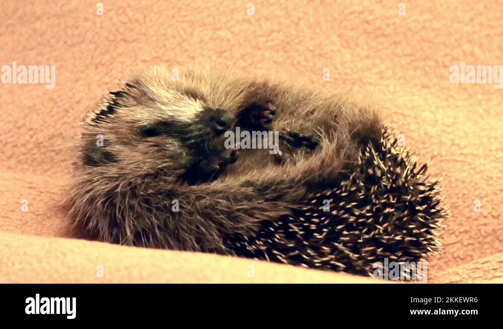 Spiked hedgehog Stock Videos & Footage - HD and 4K Video Clips - Alamy