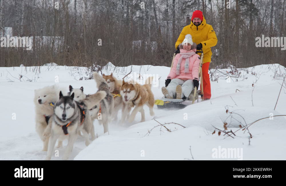 Dogs pulling sledge Stock Videos & Footage - HD and 4K Video Clips - Alamy