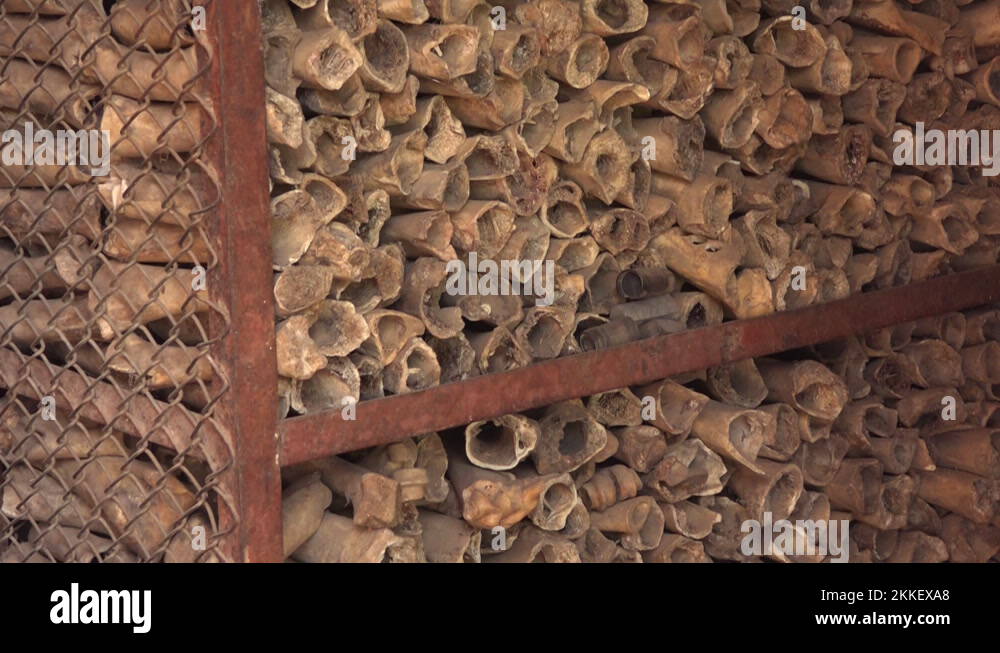 Bone stack Stock Videos & Footage - HD and 4K Video Clips - Alamy