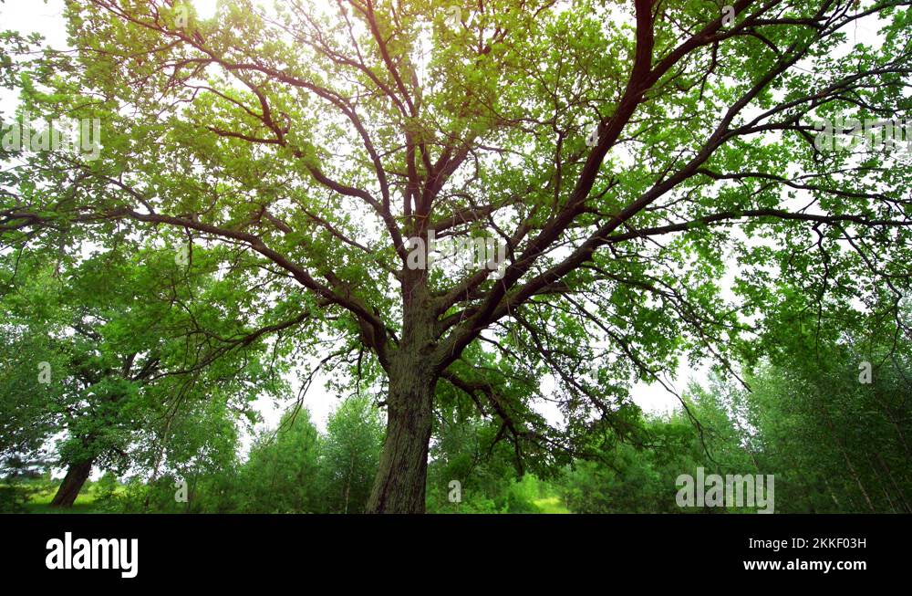 Standing oak tree Stock Videos & Footage - HD and 4K Video Clips - Alamy
