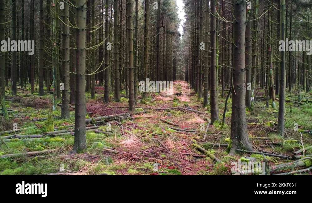 Branches no leaves Stock Videos & Footage - HD and 4K Video Clips - Alamy