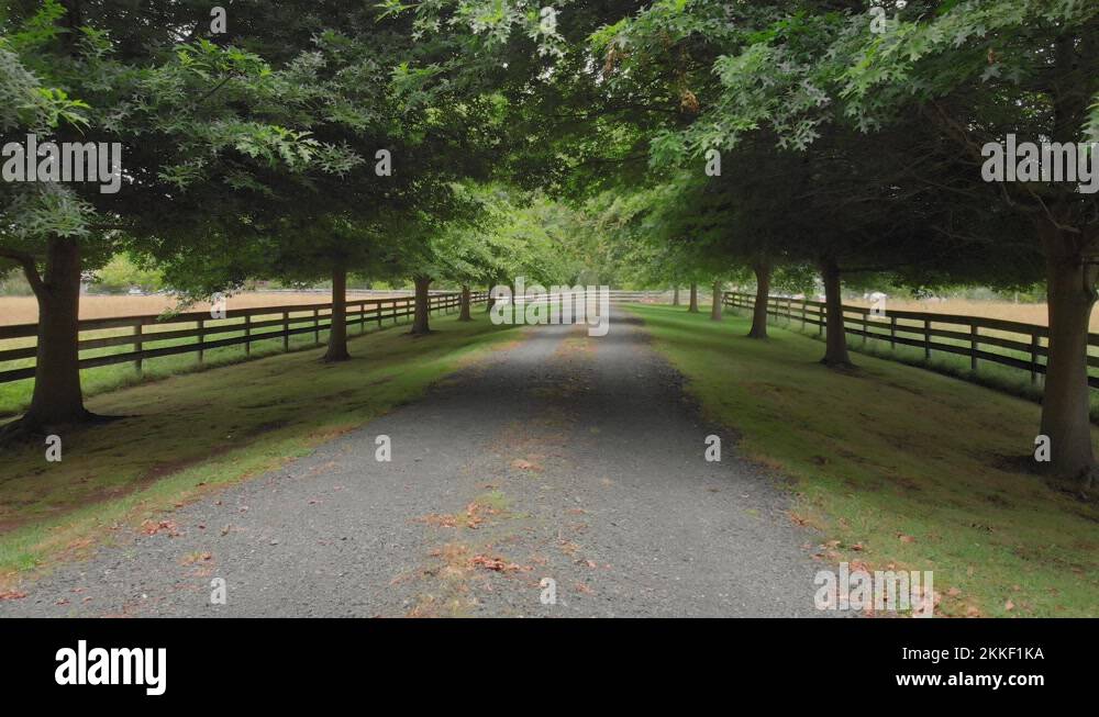 Country road tree lined Stock Videos & Footage - HD and 4K Video Clips ...