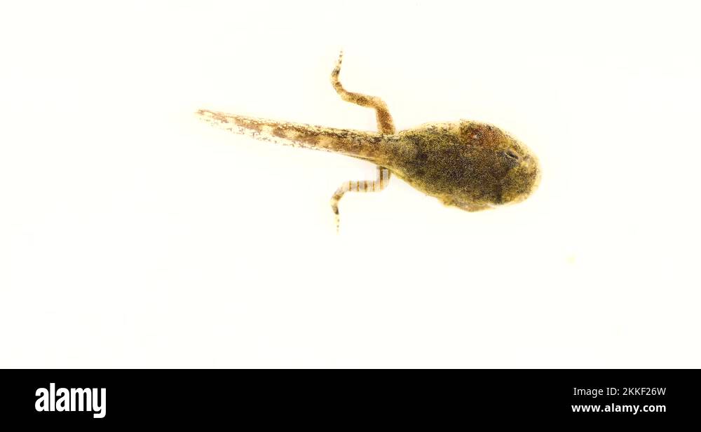Tadpole with legs Stock Videos & Footage - HD and 4K Video Clips - Alamy