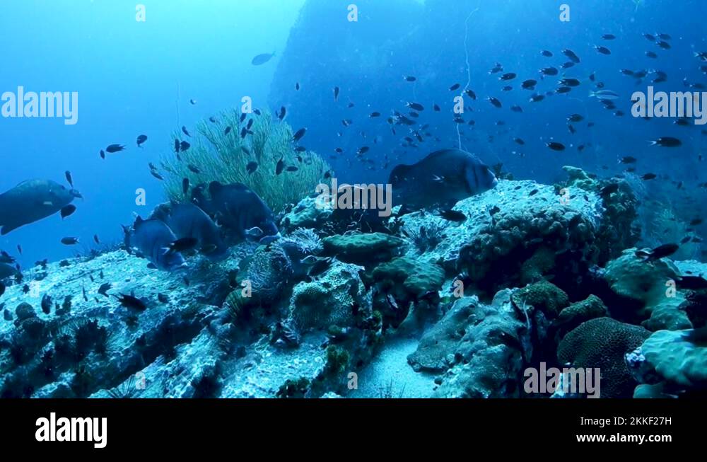 Deep ocean rock Stock Videos & Footage - HD and 4K Video Clips - Alamy