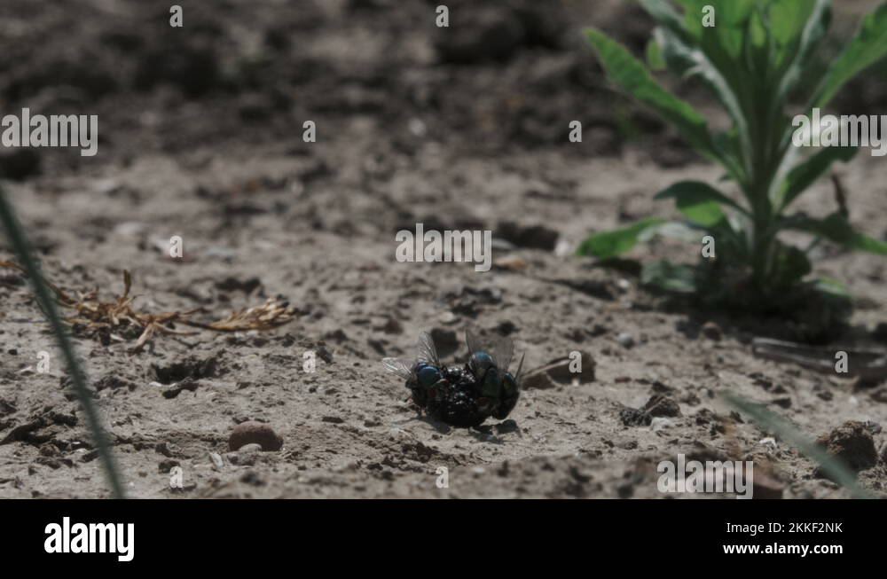 Insect eating flies Stock Videos & Footage - HD and 4K Video Clips - Alamy