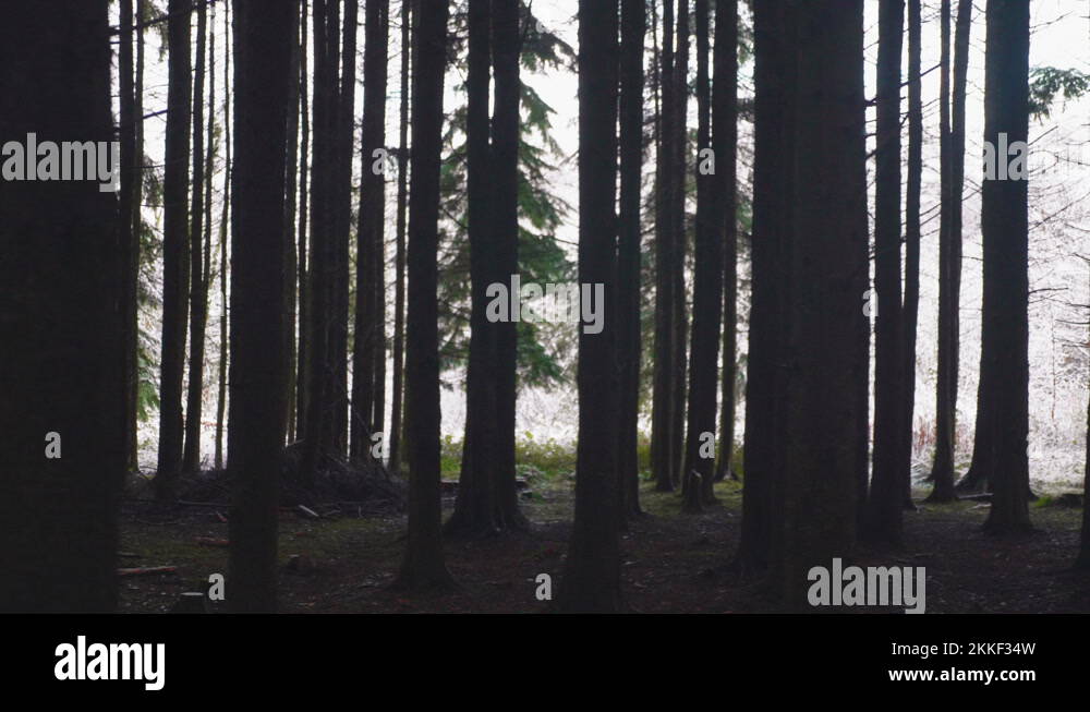 Tall dark tree trunks Stock Videos & Footage - HD and 4K Video Clips ...