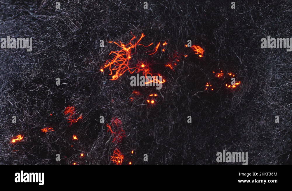 Glowing Embers Fade To Black Behind Steel Wool In Fire. - Macro Shot ...