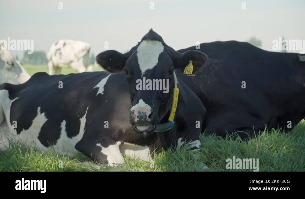 Miserable Cow in Animal Farm, Lying on Field Staying as a Captive with ...