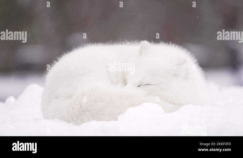 Arctic fox head in snow Stock Videos & Footage - HD and 4K Video Clips ...