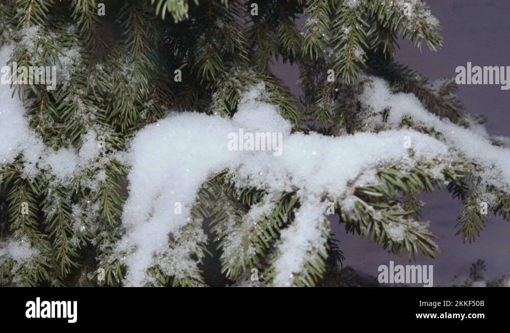 night snowfall storm is a natural phenomenon of precipitation in winter ...