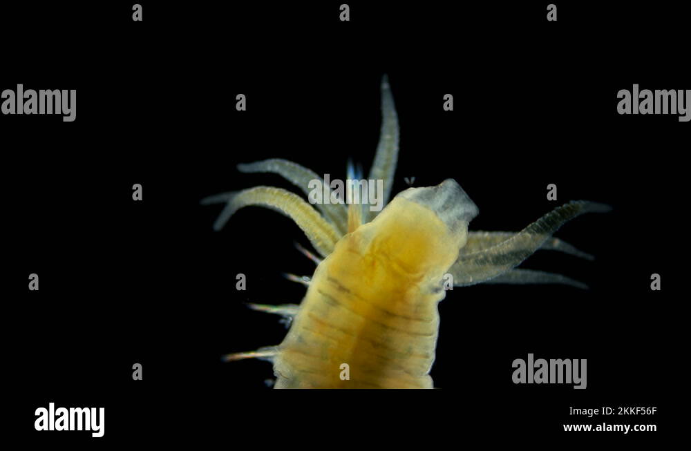 worm Polychaeta Hypania invalida under a microscope, family ...