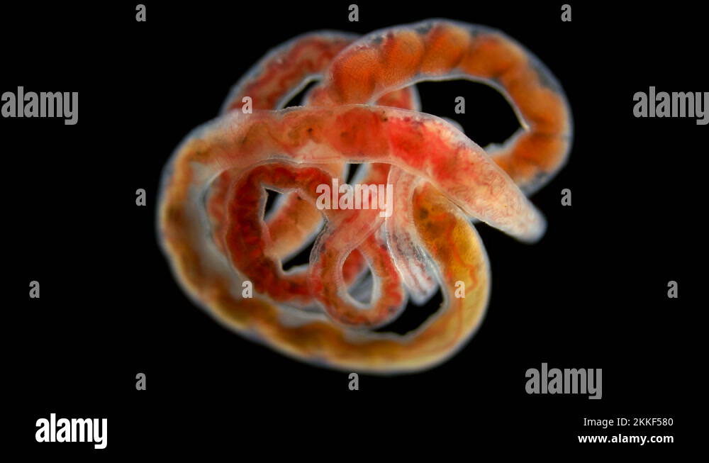 worm Oligochaeta Limnodrilus hoffmeisteri or red worm, of the Naididae ...