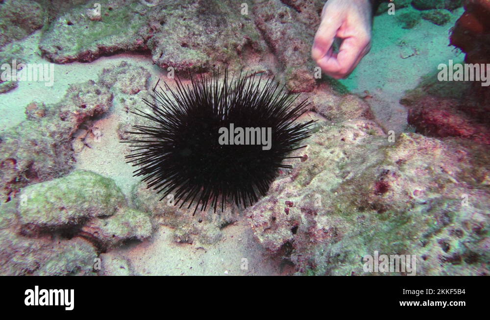 Black sea urchin Stock Videos & Footage - HD and 4K Video Clips - Alamy