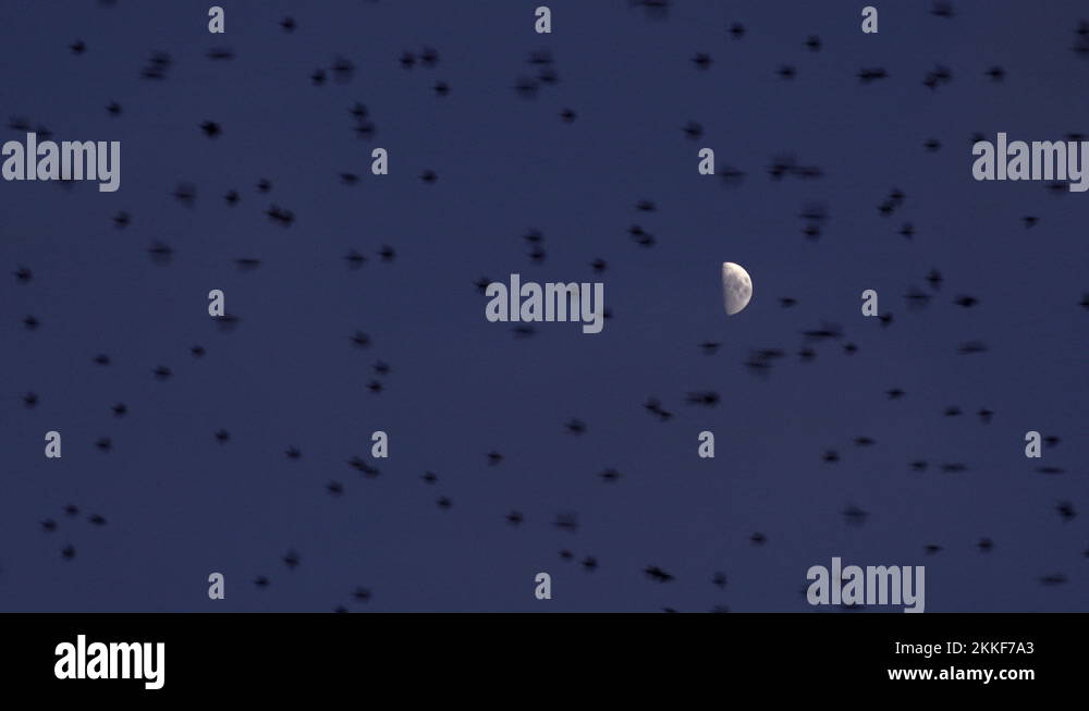 Moon in the sky as birds fly in large flock on migration evening sky 4K ...