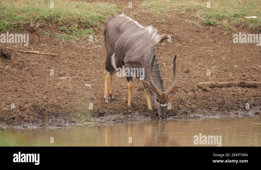 Spiral horn Stock Videos & Footage - HD and 4K Video Clips - Alamy