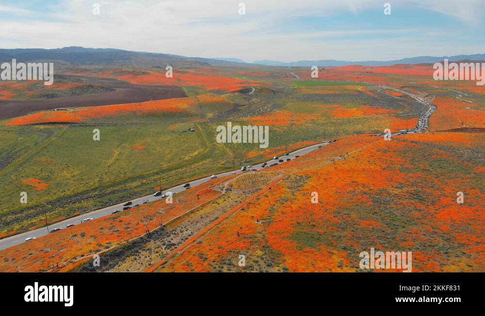 Orangeflowers Stock Videos & Footage - HD and 4K Video Clips - Alamy