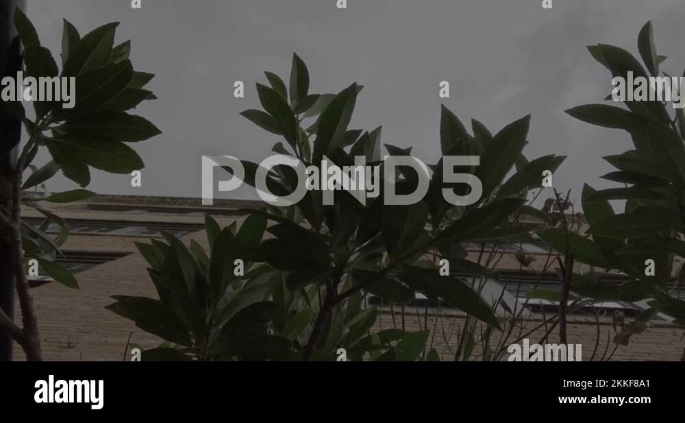 Wind blowing plant Stock Videos & Footage - HD and 4K Video Clips - Alamy