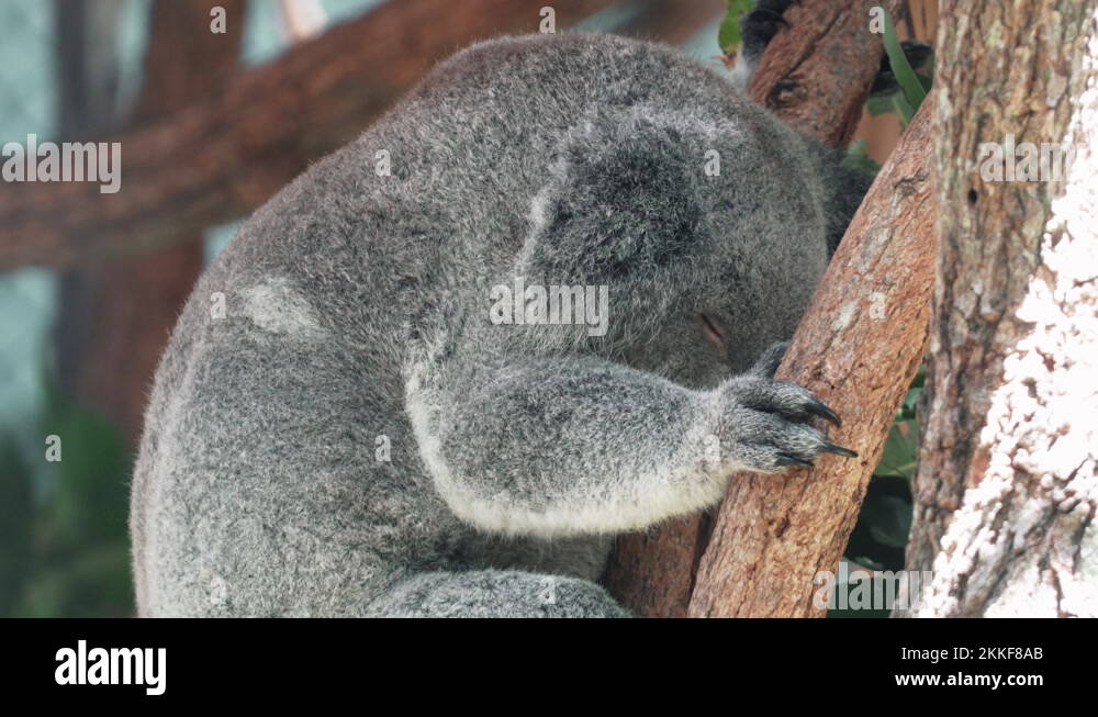 Side View Of An Adorable Koala Sleeping On A Tree Branch At Koala ...