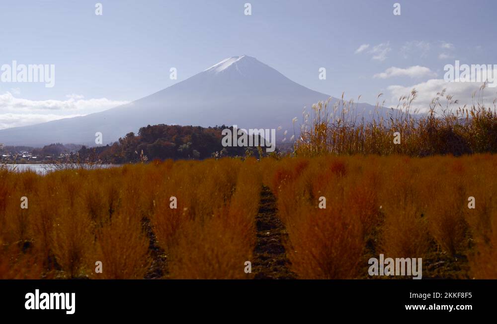 Beautiful Kokia Flower field at bottom of Mt. Fuji in Kawaguchiko ...