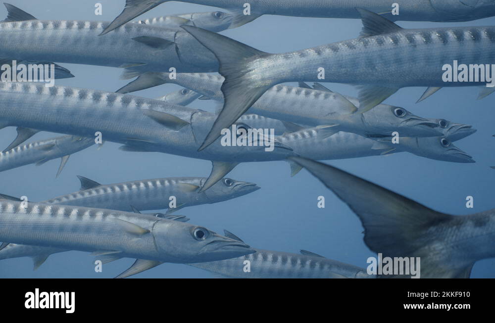 Outerreef Stock Videos & Footage - HD and 4K Video Clips - Alamy