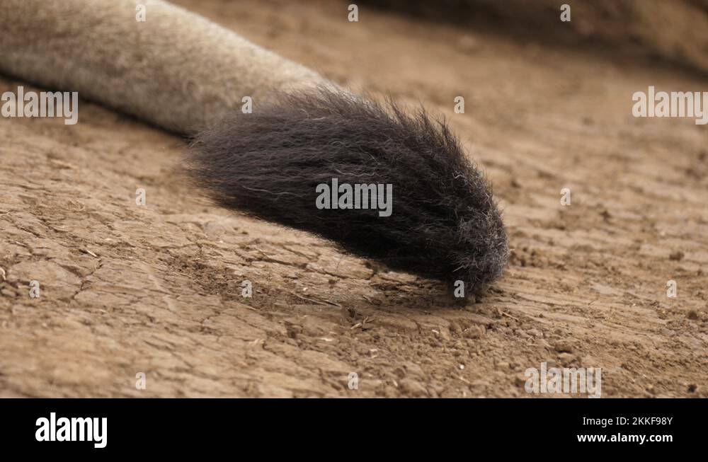 Ground tail up Stock Videos & Footage - HD and 4K Video Clips - Alamy