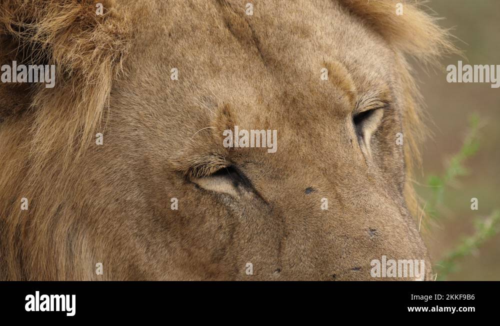 Extreme close up of an old lion's eyes and muzzle Stock Video Footage ...