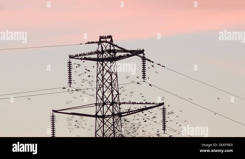 Pylon evening Stock Videos & Footage - HD and 4K Video Clips - Alamy