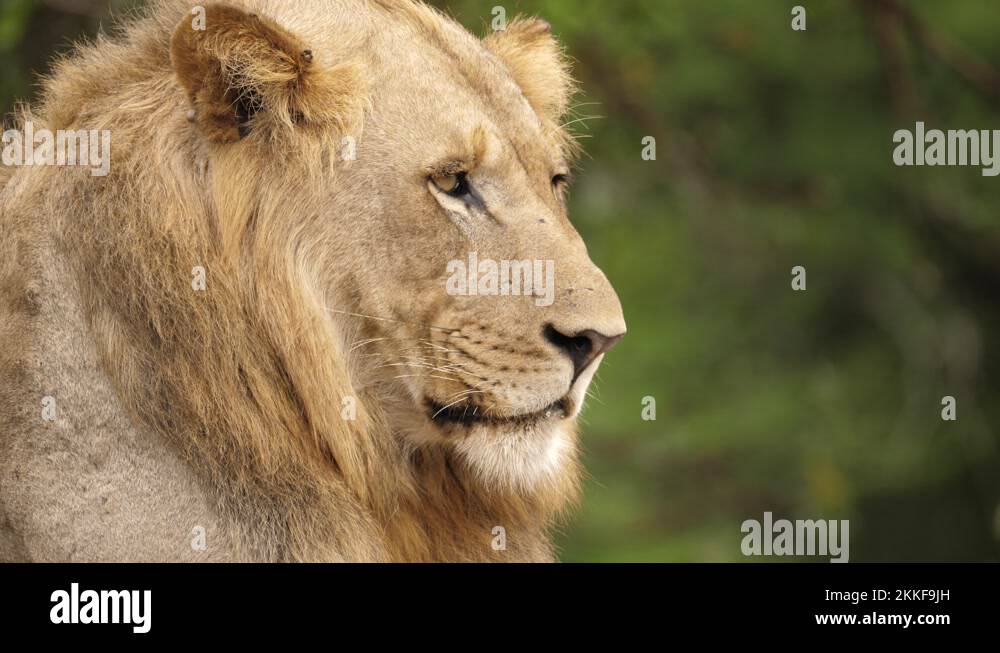 Close up of an old lion male gazing over the savannah, shallow focus ...