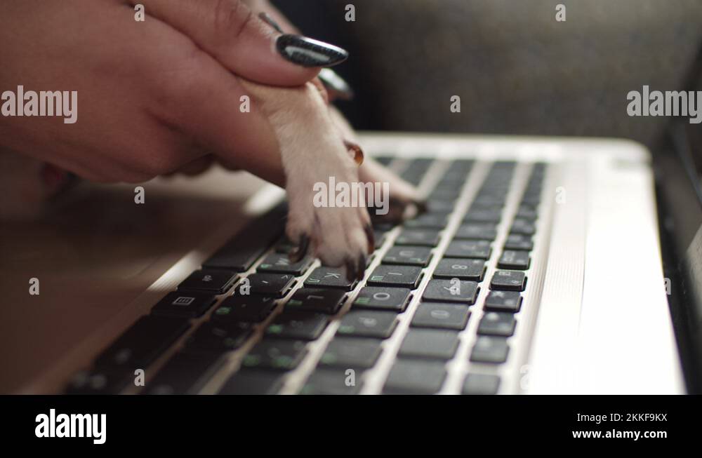 Companion keyboard Stock Videos & Footage - HD and 4K Video Clips - Alamy