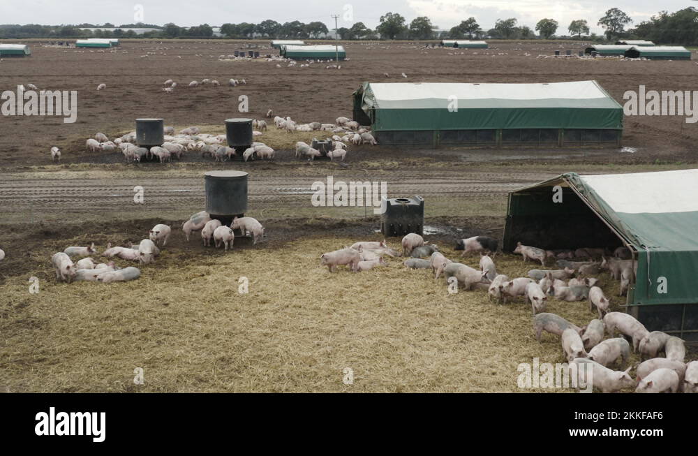 Cute pink pigs huddled together on a chilly day in muddy fields. Dolly ...