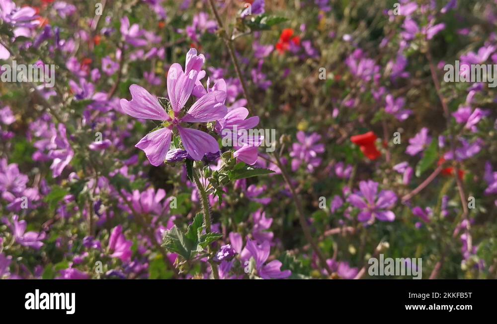 Common mallow weed Stock Videos & Footage - HD and 4K Video Clips - Alamy